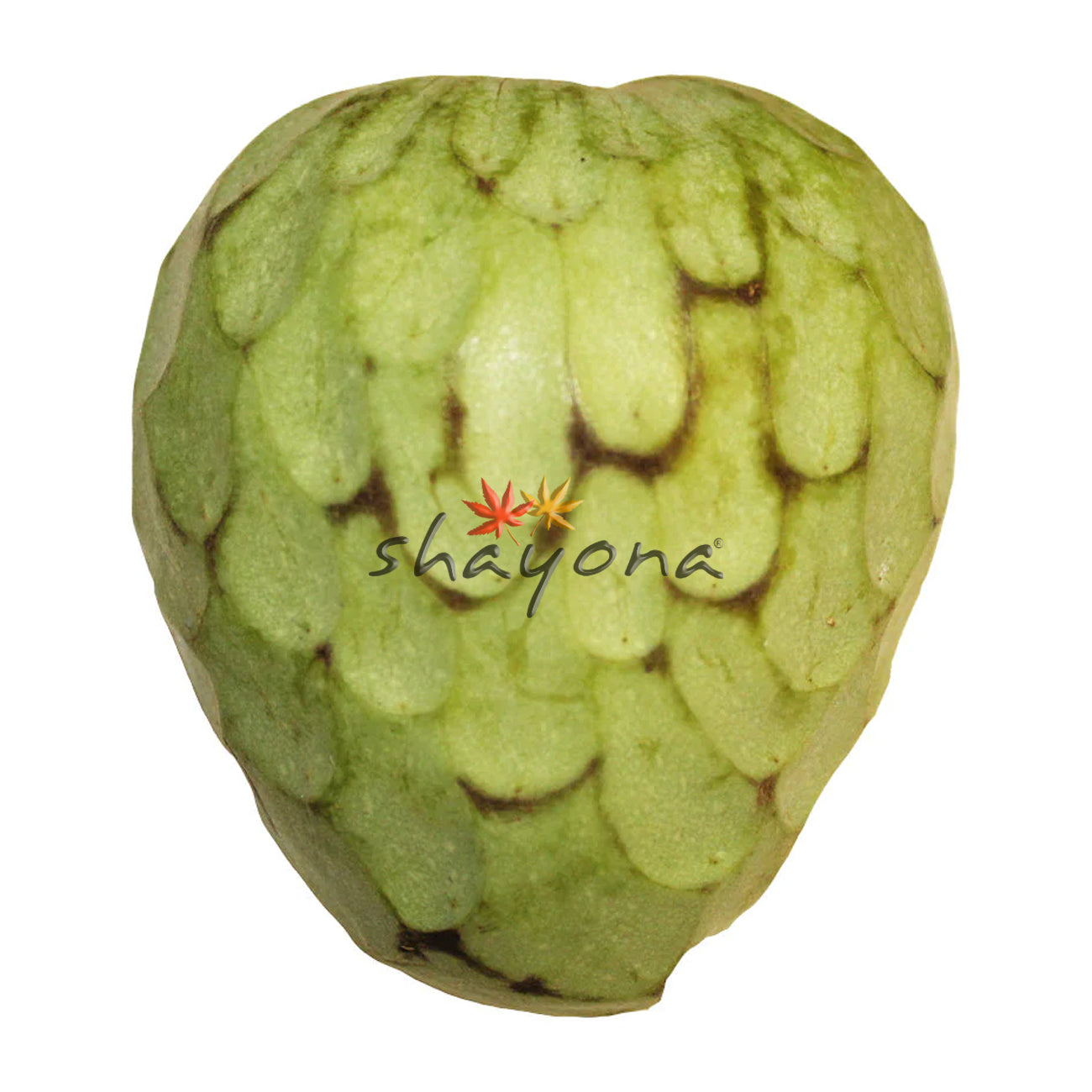 Images Of Custard Apple Buy Fresho! Custard Apple Premium Online At